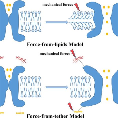 Mechanistic Models Of Mechanosensitive Ion Channels MSCs A
