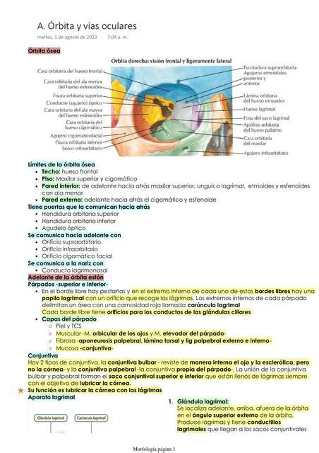 Anatomía de órbita y vías oculares Laura Parra uDocz
