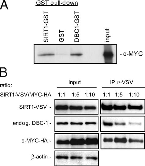 The C MYC Oncoprotein The NAMPT Enzyme The SIRT1 Inhibitor DBC1 And