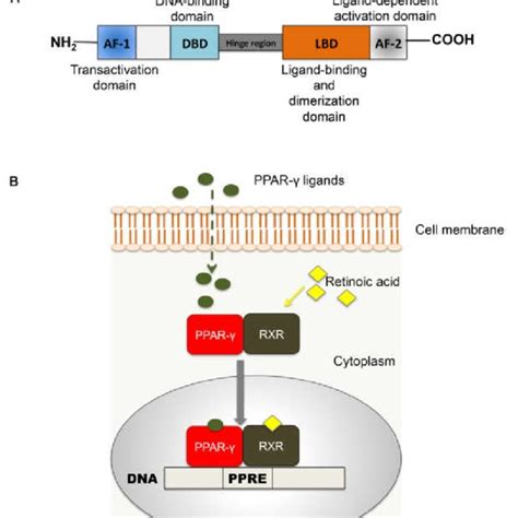 Peroxisome Proliferator Activated Receptors PPARs A Schematic