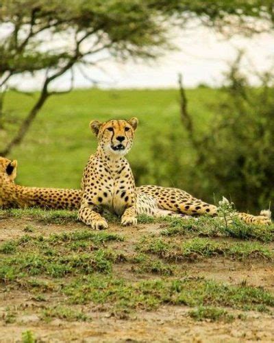 Masai Mara Fly In Safari Stunning 4 Day Flying Safaris