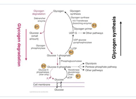 Exam 4 Lecture 4 Glycogen Metabolism Flashcards Quizlet