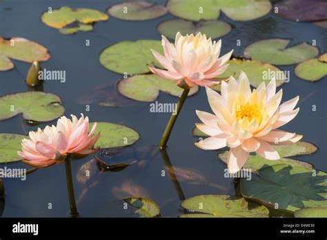 Pink And Yellow Water Lily Flowers Close Up Nymphea Stock Photo Alamy
