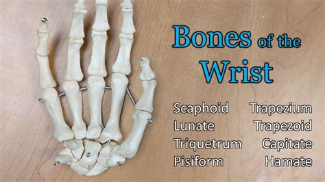 Carpals Bones Of The Wrist With Diagram Youtube