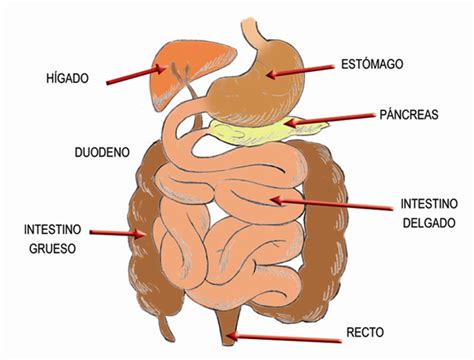 Intestino Delgado GitBook