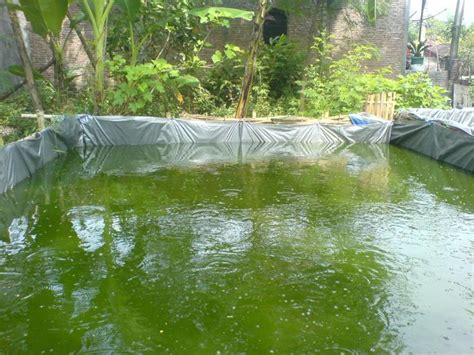 Kolam Budidaya Ikan Lele Kaliwungu