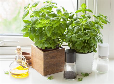 Plantas Que Debes Tener En Casa Para Atraer El Dinero Y 52 OFF