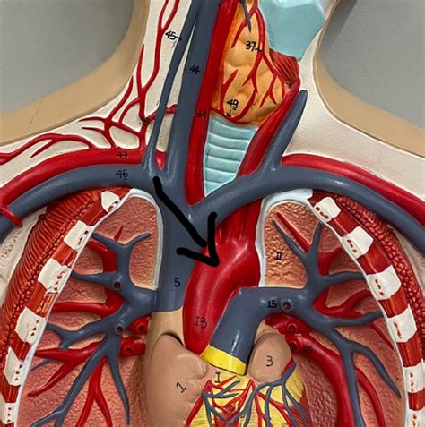 Lab Blood Vessels Flashcards Quizlet