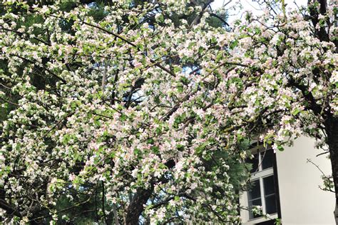 Bildet Tre Gren Blomstre Anlegg Blomst Produsere Botanikk Hage