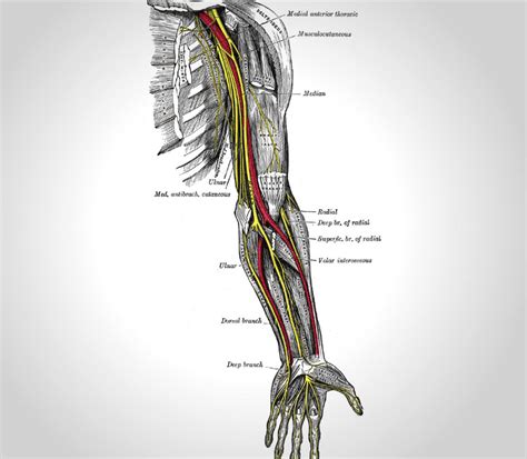 N Vralgie Ou Brachialgie Du Bras Physioactif