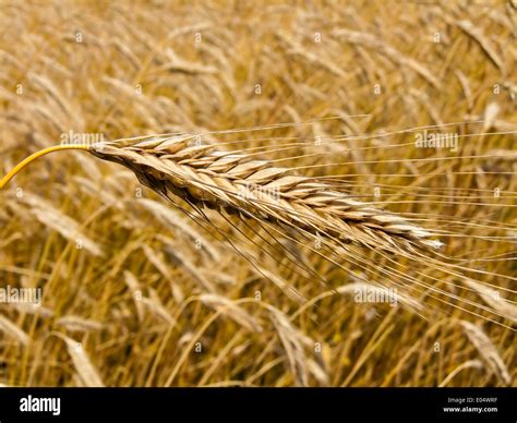 Getreides Feld Fotos Und Bildmaterial In Hoher Aufl Sung Alamy