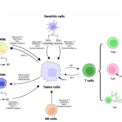 Metabolic Reprogramming Of Immune Cells In TME Metabolic Alterations