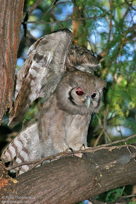 Two Owls Sitting On Top Of A Tree Branch Next To Each Other In A Forest