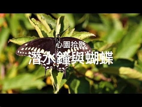 心園拾影 潛水鐘與蝴蝶 YouTube
