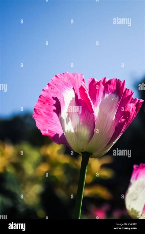 Pink Opium Poppy Flower With Clear Sky Stock Photo Alamy