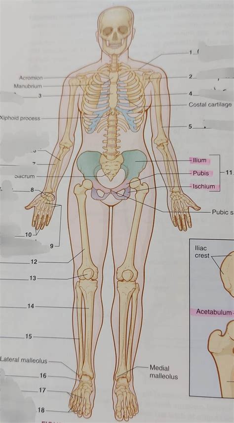Ch 15 MUSCULOSKELETAL SYSTEM BONES OF THE THORAX PELVIS AND