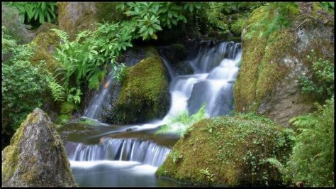 Coy Falls Japanese Garden Photo Inspiration Waterfall