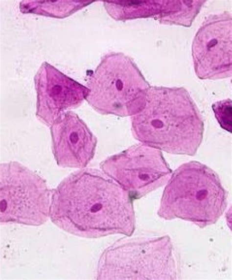 Human Cheek Cell Diagram