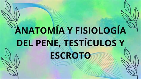 Anatomía y Fisiología del Pene Testículos y Escroto Jacque Cruz uDocz