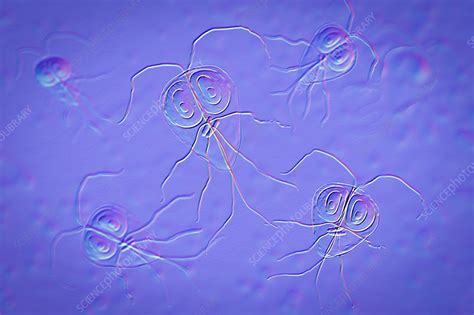 Giardia Lamblia Parasite Illustration Stock Image F033 4538