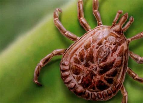 Febre maculosa em 10 anos Brasil teve 753 mortes pela doença