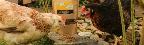 Les Insectes Et Les Poules Ver De Farine Pour Poule Okgo Net