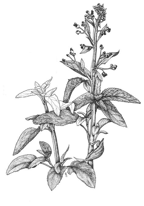 ILUSTRACIONES Herba Nova Dibujo botánico Flores para dibujar