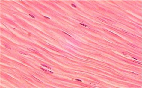 Smooth Muscle Tissue Diagram Quizlet