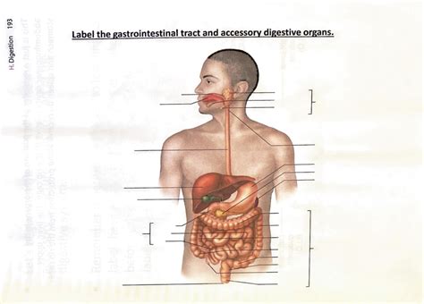 8 GI Tract And Accessory Organs Diagram Quizlet
