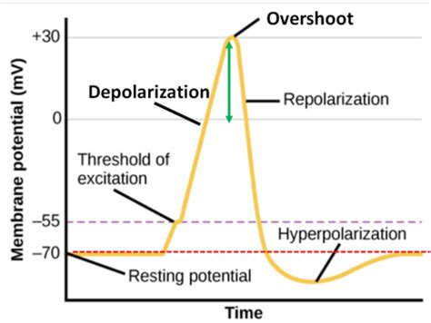 Membrane Potential And Action Potential I And II Flashcards Quizlet