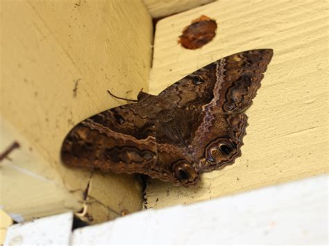 Reibung Verriegeln Slot Significado De Las Mariposas Cafes Fiel Nicht