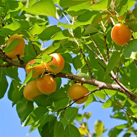 Prunus Armeniaca Gold Kist Gold Kist Apricot Tree Western Star