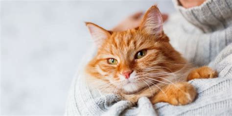 13 médicaments courants contre l anxiété chez le chat ce que vous