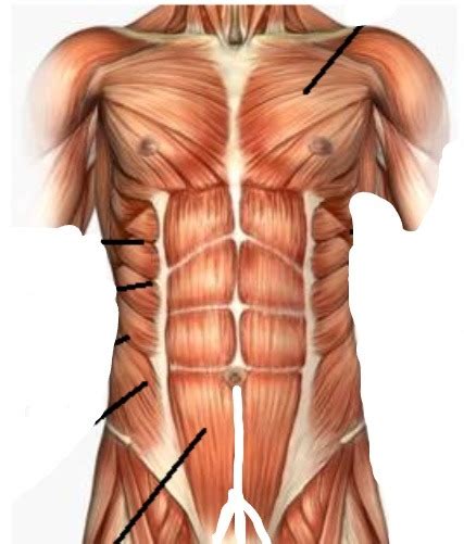 Muscle Of The Torso Diagram Quizlet