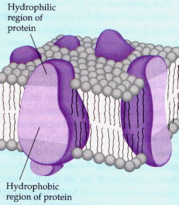Chapter 5 Membrane Structure And Function Flashcards Quizlet
