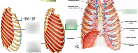Thoracic Wall Diagram Quizlet