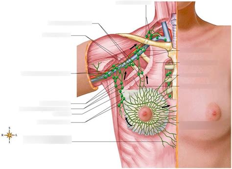 Breast Lymphatic System Diagram Lymphatic Lymphoma System Ho