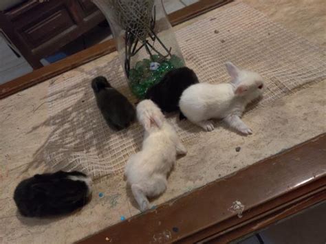 Cuidados Para Conejos Reci N Nacidos