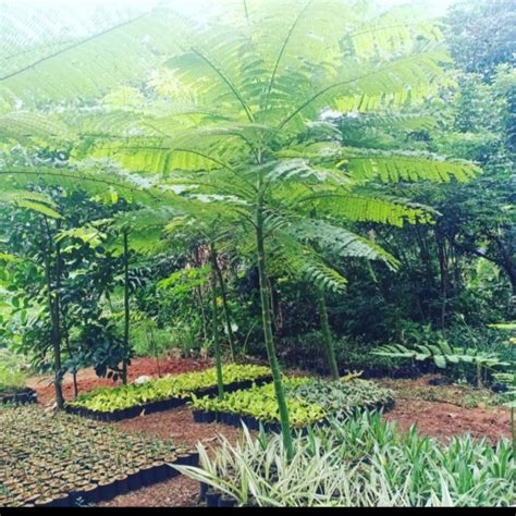 Jual Pohon Solobium Pakis Brazil Pohon Peneduh Shopee Indonesia
