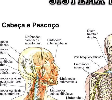 Sistema Linfatico Cabeça E Pescoço RETOEDU