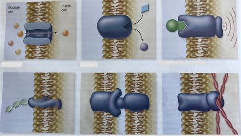 Functions Of Plasma Membrane Proteins Diagram Quizlet