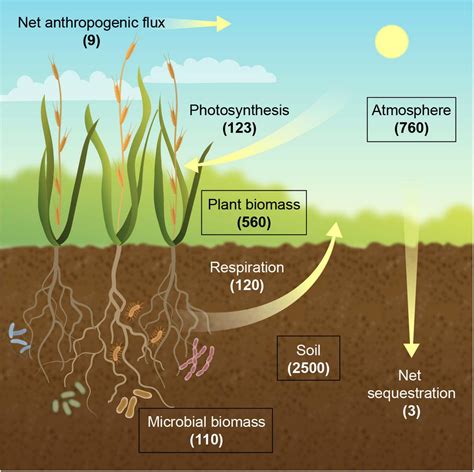 Frontiers Crops For Carbon Farming