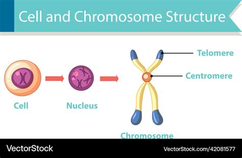 Diagram Showing Cell And Chromosome Structure Vector Image