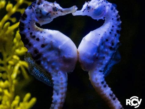Descubre Curiosidades Sobre Los Caballitos De Mar