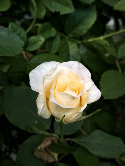 Rose Natur Blomma Gratis foto på Pixabay Pixabay