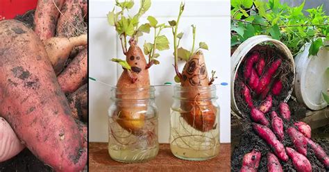 Cultiver des patates douces à la maison dans des conteneurs commencer