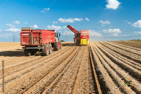 Arrachage De Pomme De Terre Alignement De Rangs Tracteur Fendt Et