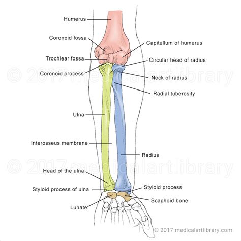 Forearm Bones Medical Art Library