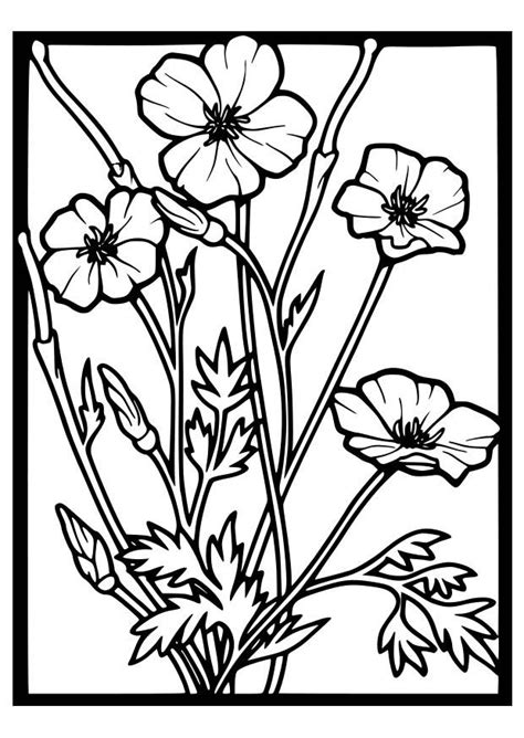 Disegno Da Colorare Papaveri Disegni Da Colorare E Stampare Gratis