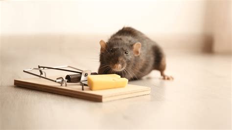 Les Meilleures Fa Ons De Se D Barrasser Des Rats Terminix